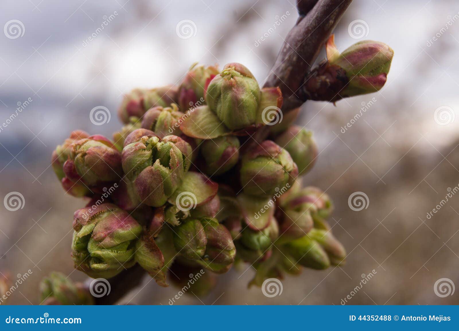Bud of almond stock photo. Image of spring, branch, branches - 44352488
