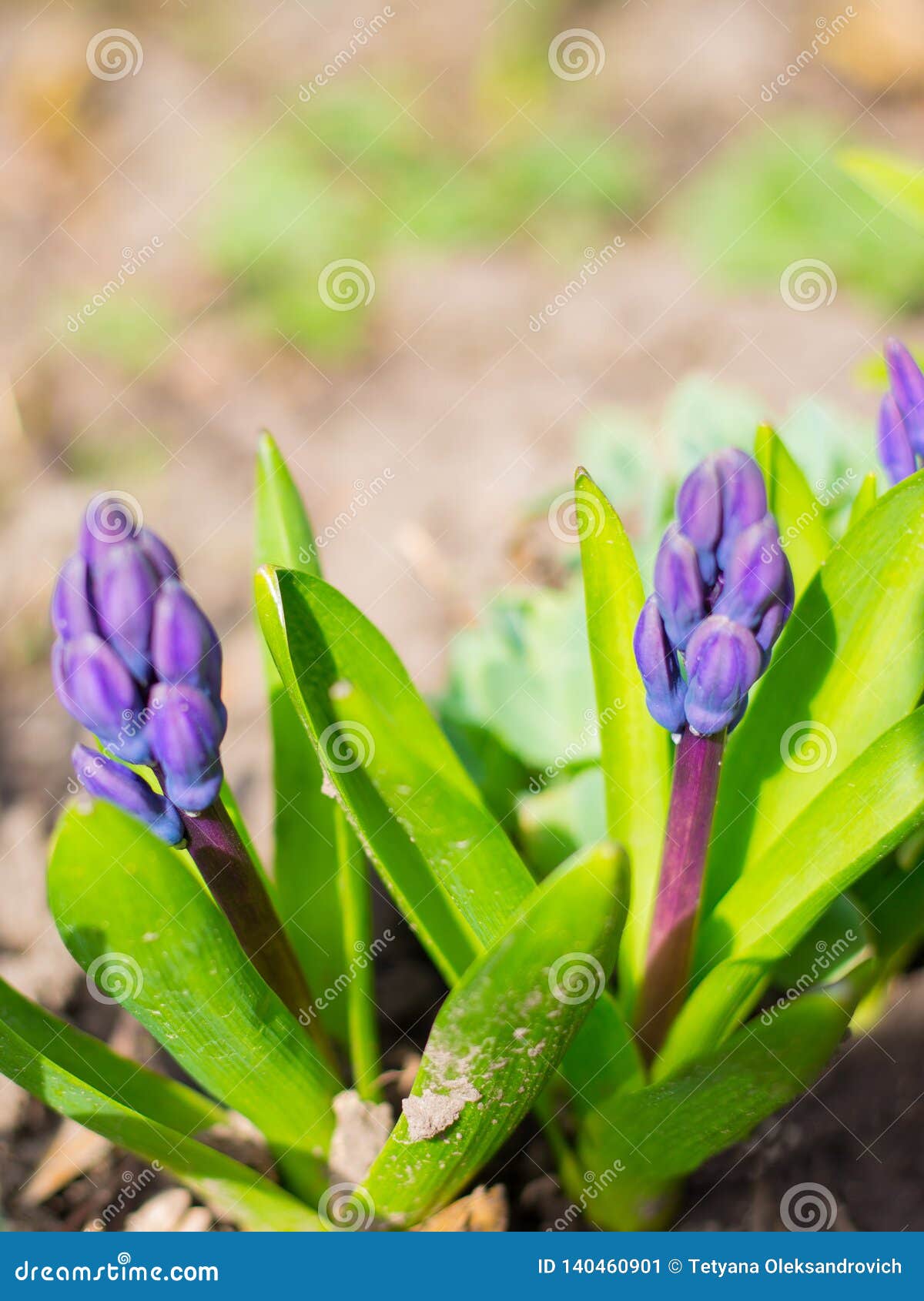Bud beautiful blue crocus. stock image. Image of floral - 140460901