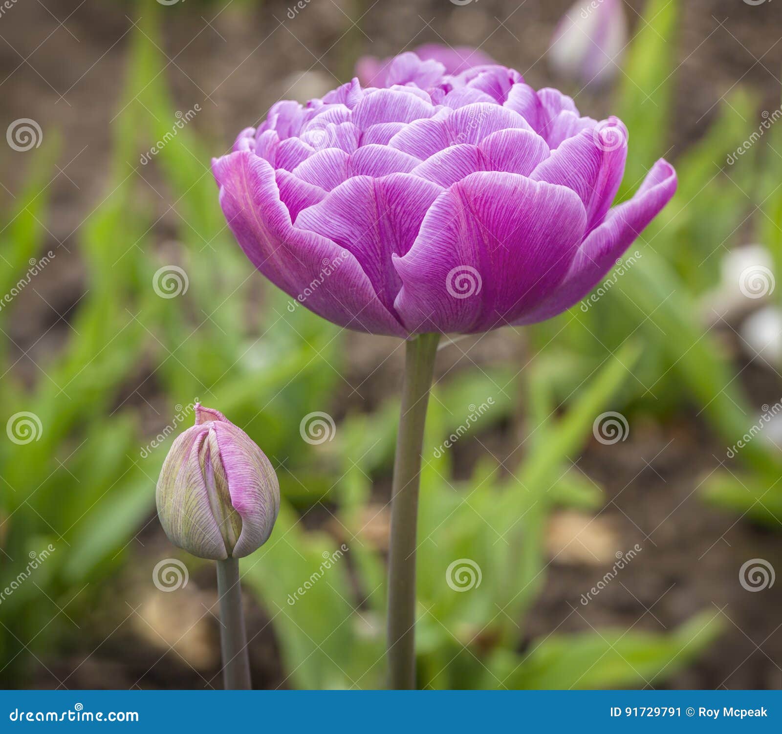 Bud and Bloom stock image. Image of pretty, color, nature - 91729791