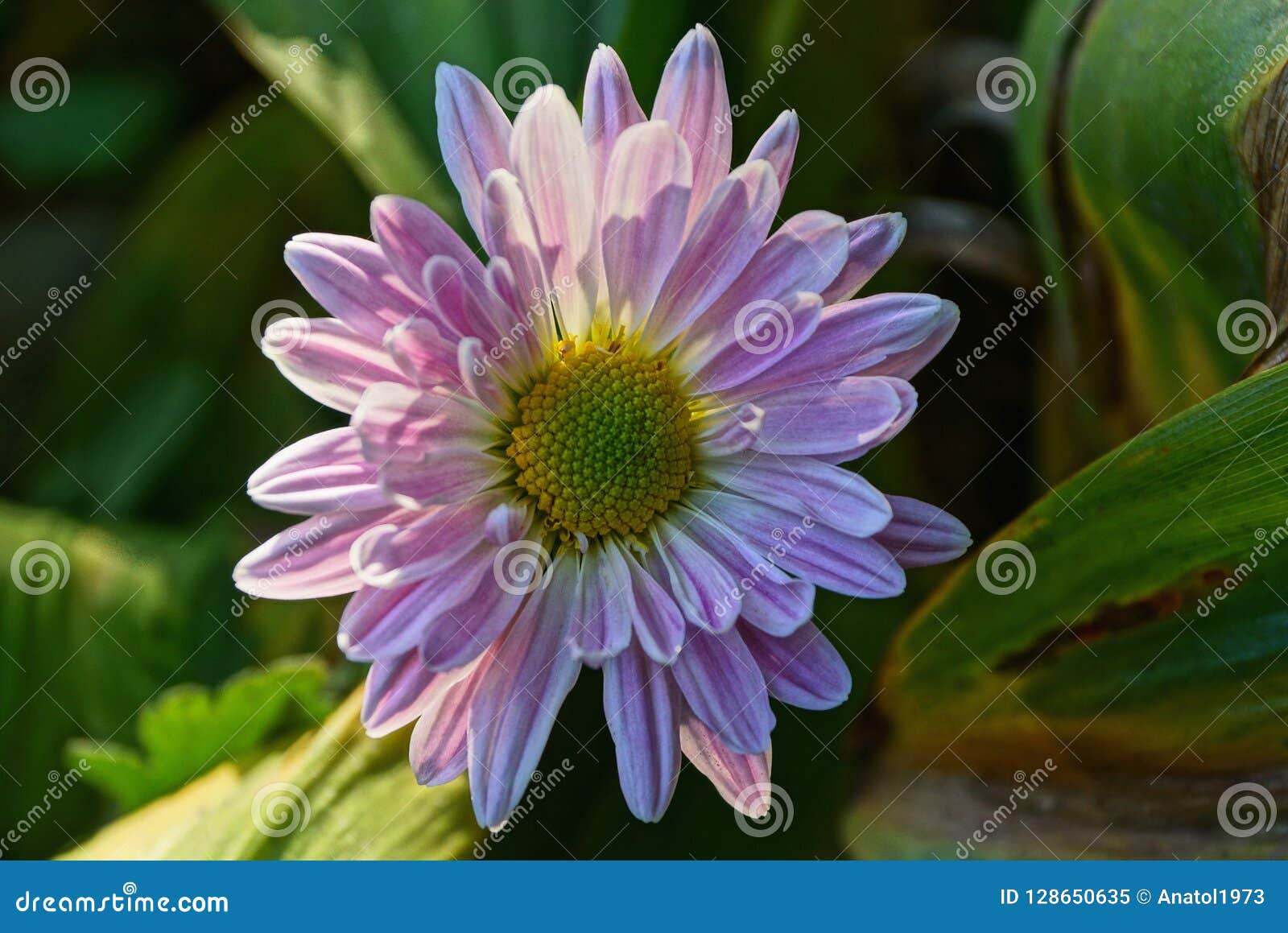 Bud of a Blooming Colored Flower on a Stalk Stock Image - Image of ...