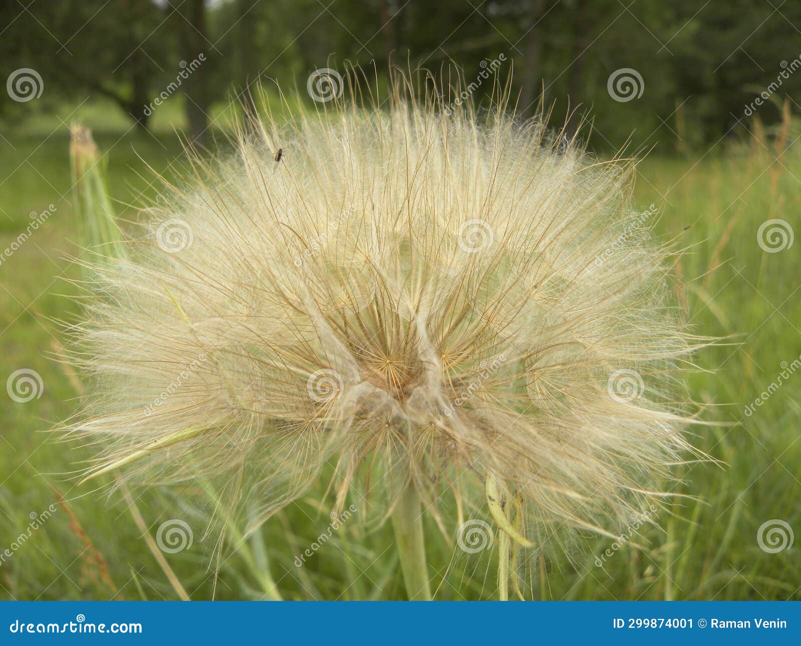 Fluffy Plant Royalty-Free Stock Photography | CartoonDealer.com #84604883