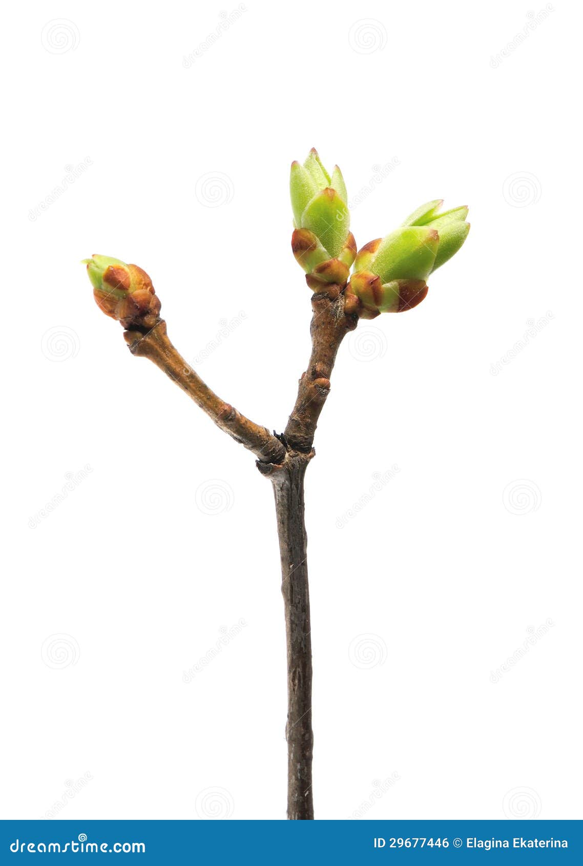 Bud on branch stock photo. Image of element, growth, background - 29677446