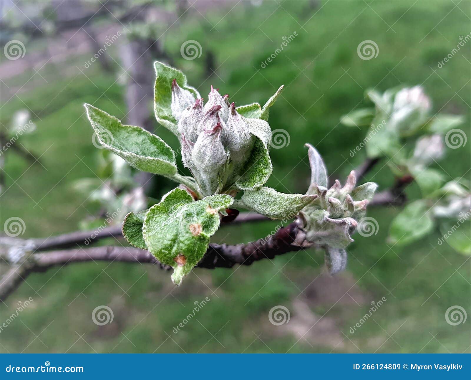 A Bud on a Branch of an Apple Tree Stock Image - Image of colors ...