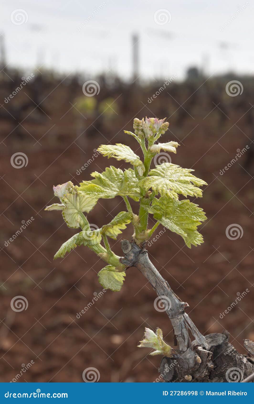 Bud break stock photo. Image of grapevine, foliage, agriculture - 27286998
