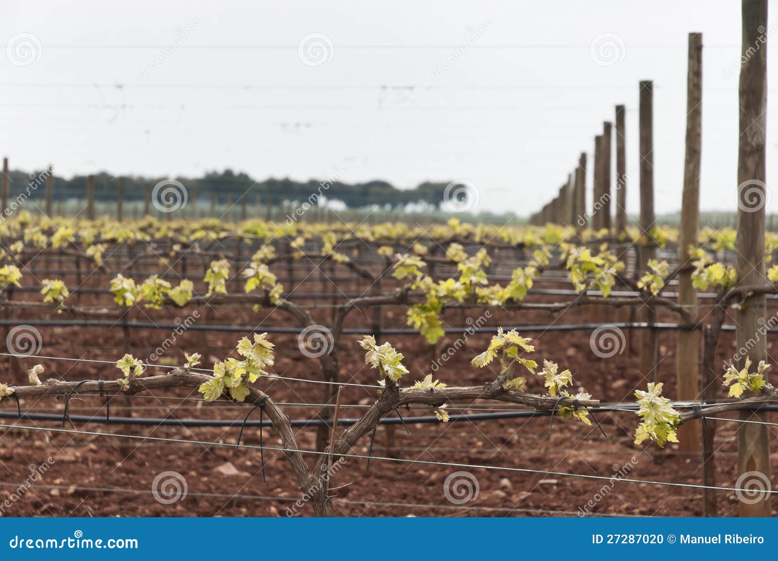Bud break stock photo. Image of rural, annual, grapevine - 27287020