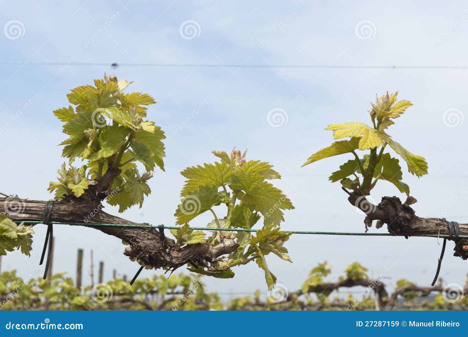 Bud break stock image. Image of cycle, vine, borba, soil - 27287159