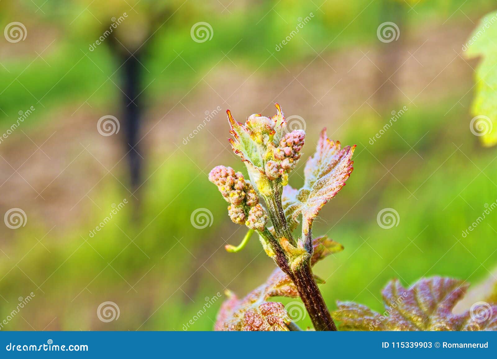 Bud Break of Grapevine on Green Backgound. Vineyard in Spring. Close-up ...