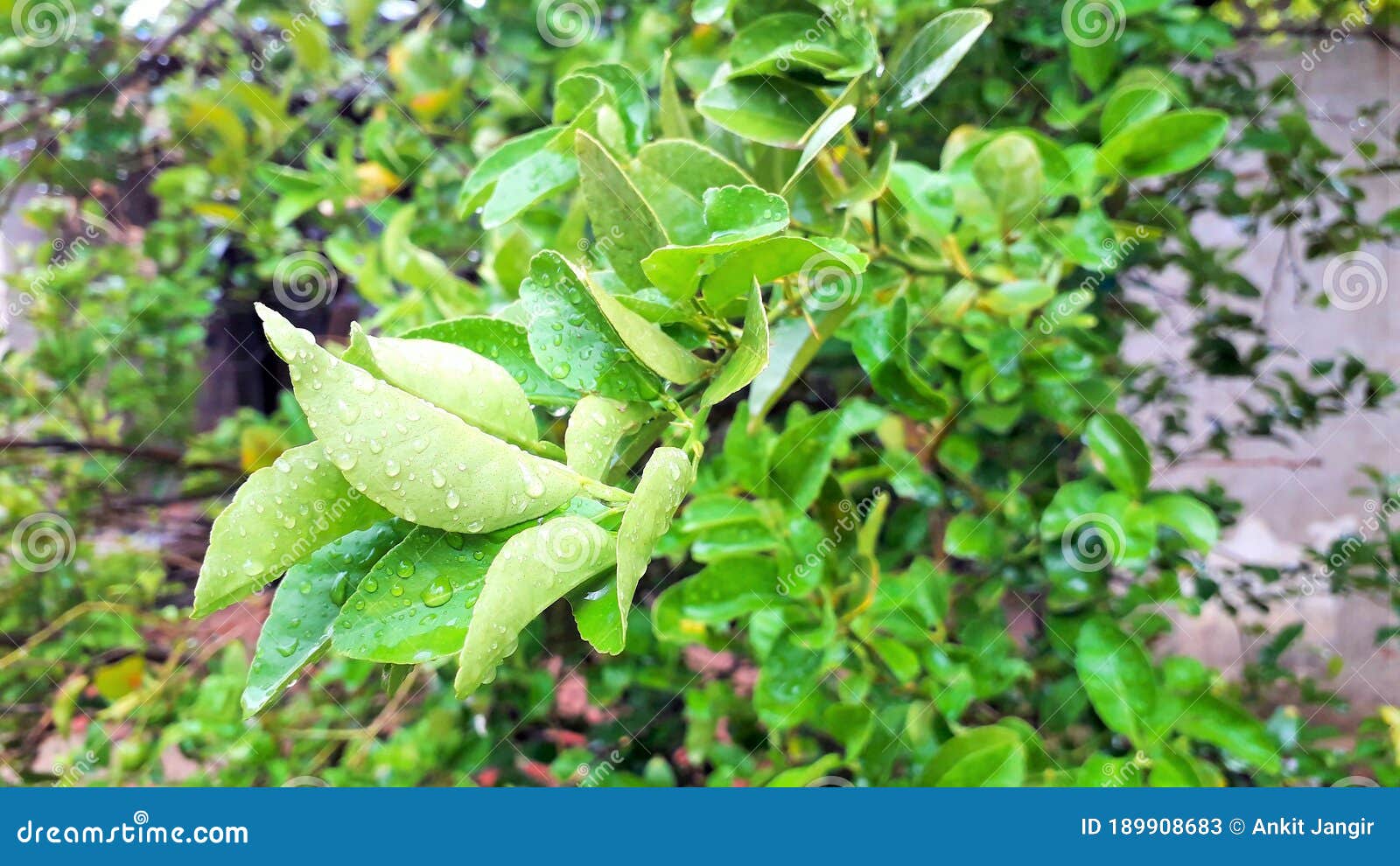 Bud or Bunch of New Leaves of Lemon Tree with Water Drops in Raining ...
