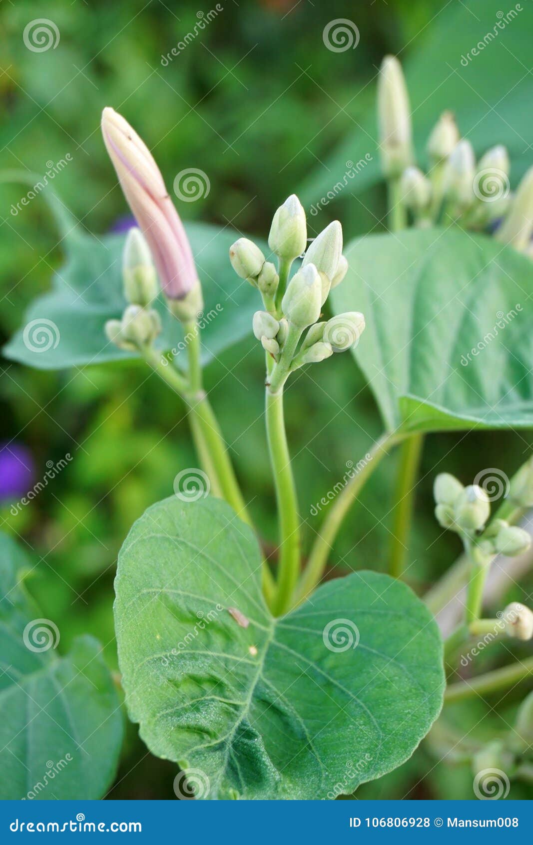Bud Bush Morning Glory Flower Stock Photo - Image of plant, garden ... Bud Bush Morning Glory Flower Stock Photo - Image of plant, garden ...