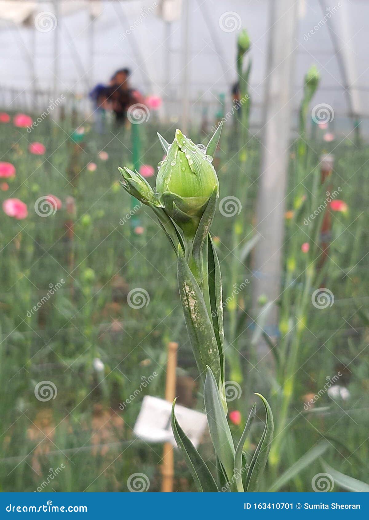 Bud of Carnation stock image. Image of carnation, beautiful - 163410701