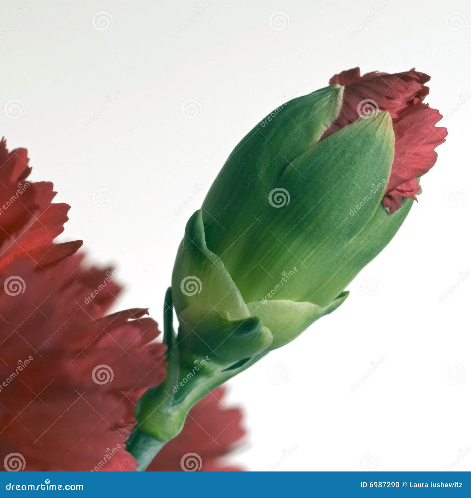 Bud carnation square stock photo. Image of bouquet, colours - 6987290
