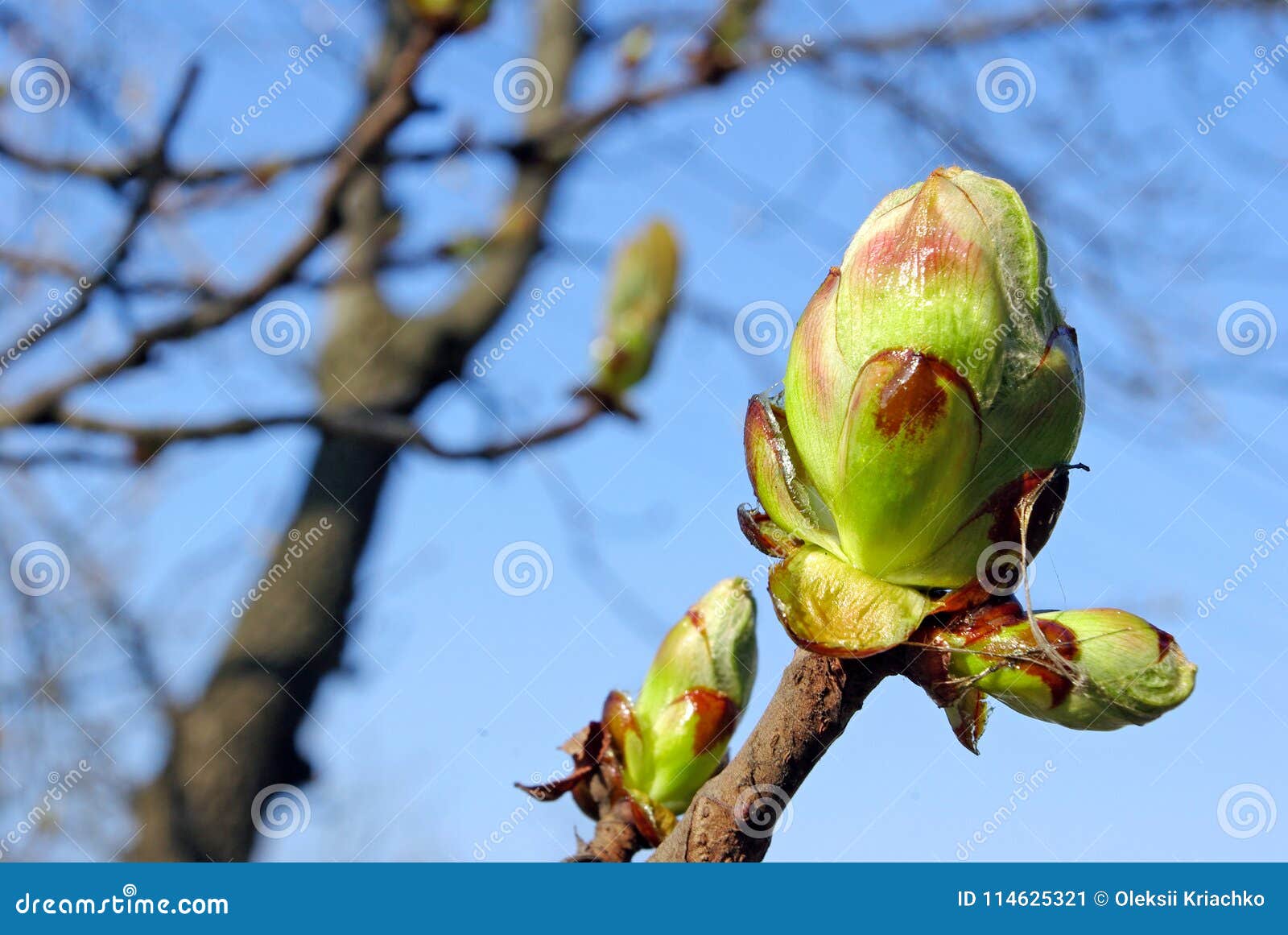 Bud of a Chestnut Tree in Spring Stock Image - Image of young, pastel ...