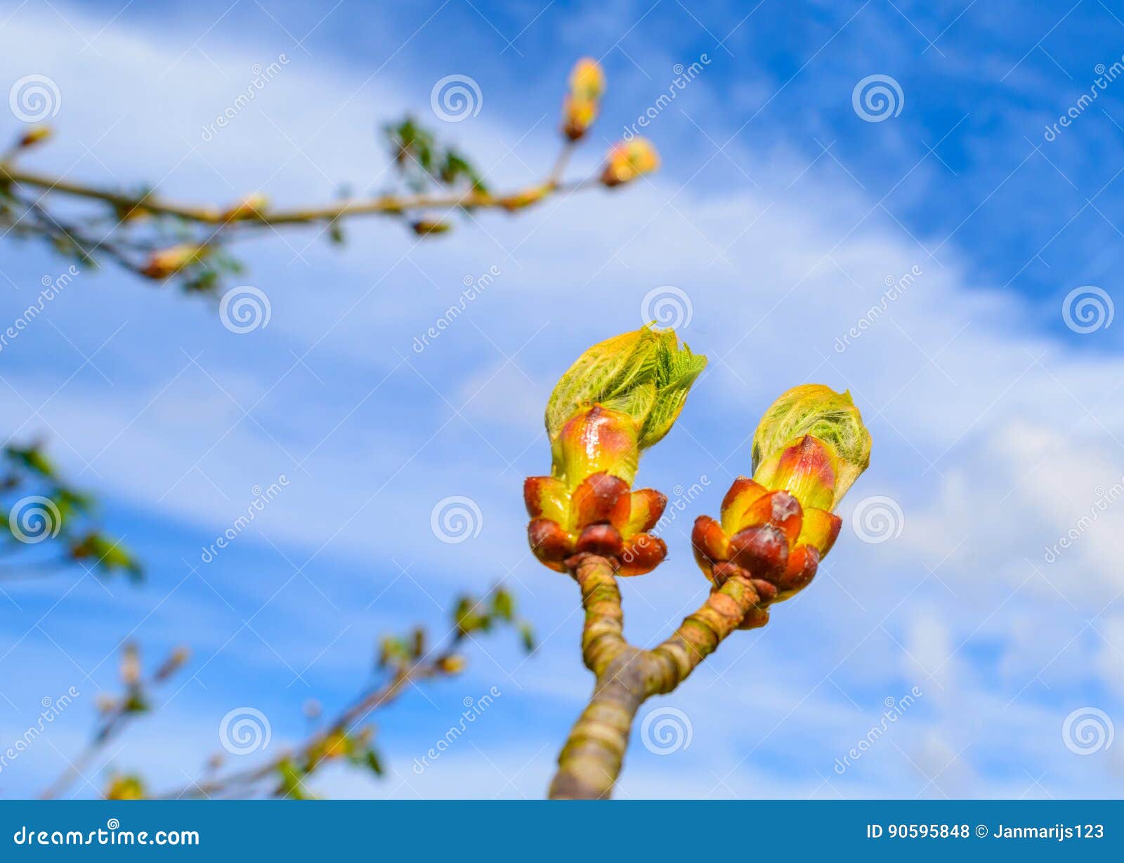 Bud of a Chestnut Tree in Sunlight Stock Photo - Image of chestnut ...