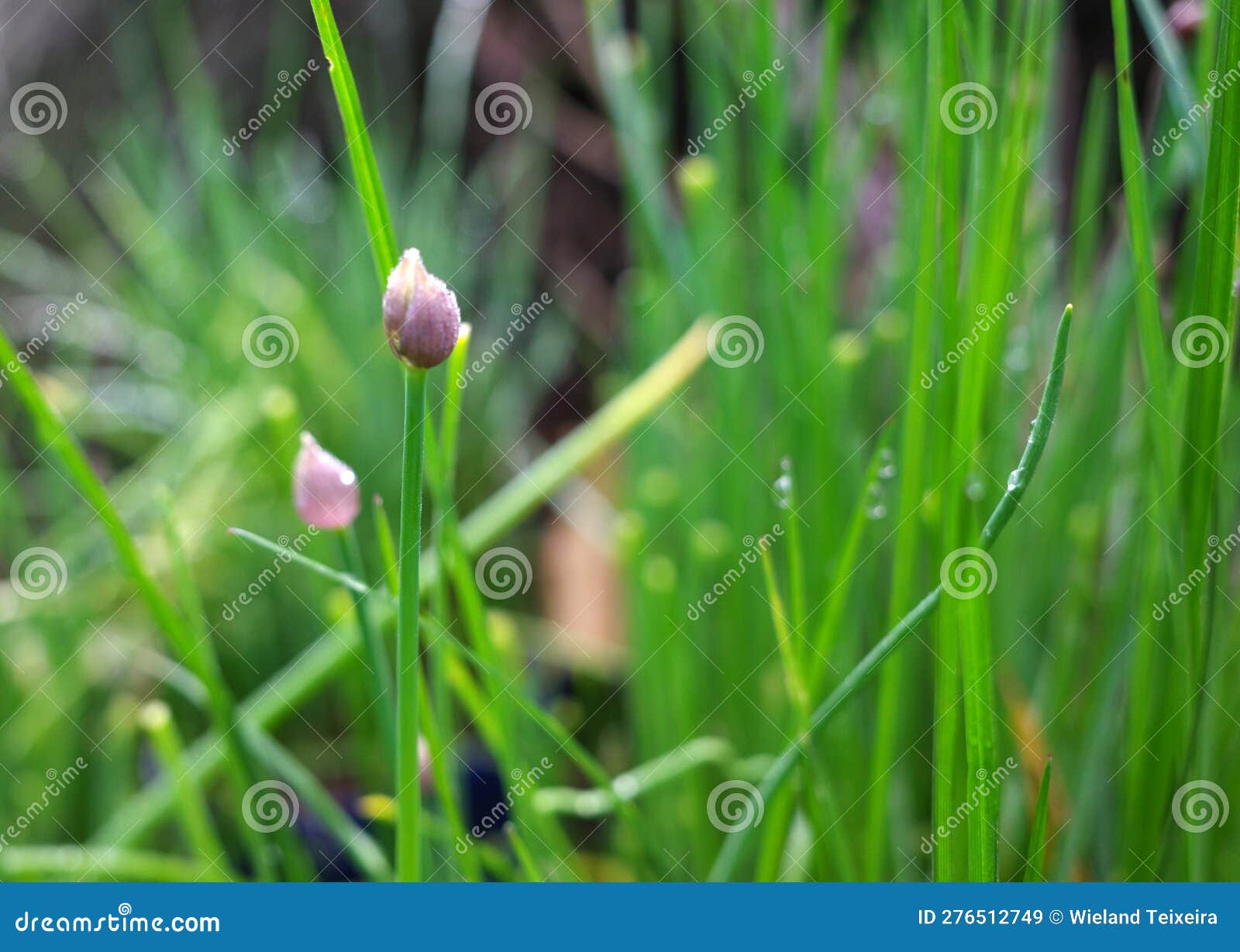 Bud of a chives plant stock image. Image of herbaceous - 276512749