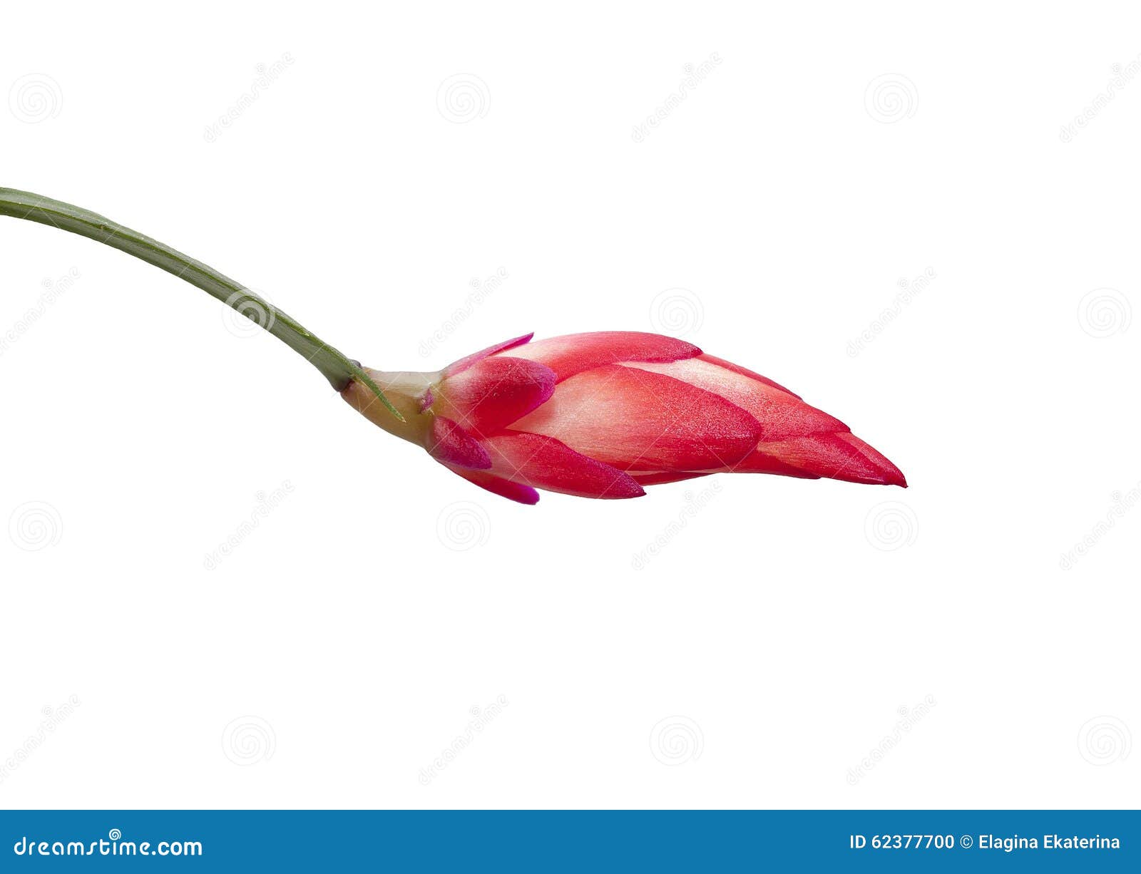 Bud of Christmas Cactus (schlumbergera) Isolated on White Backgr Stock ...
