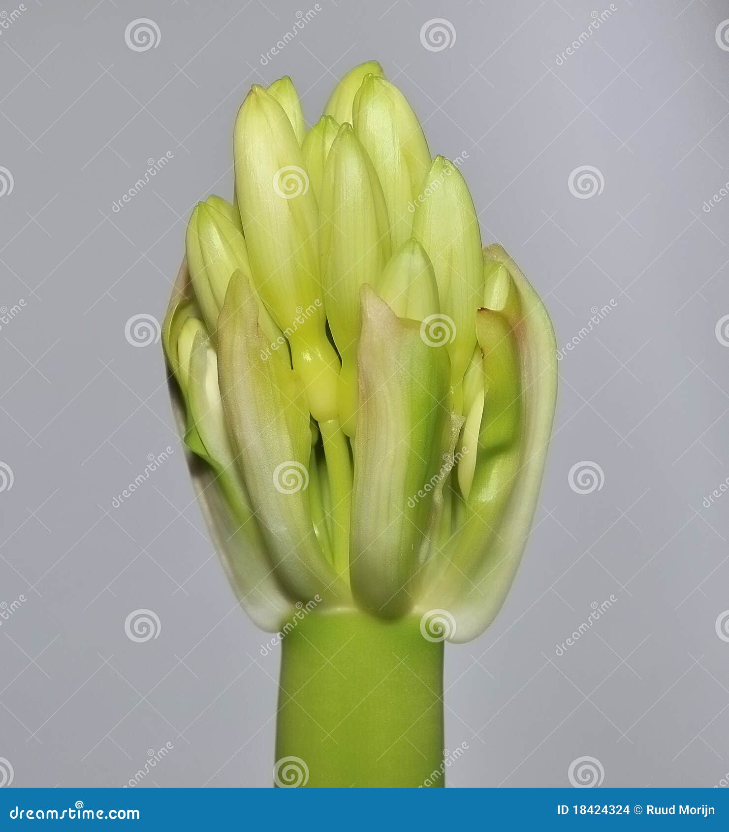 Bud of a clivia stock photo. Image of amaryllidaceae - 18424324