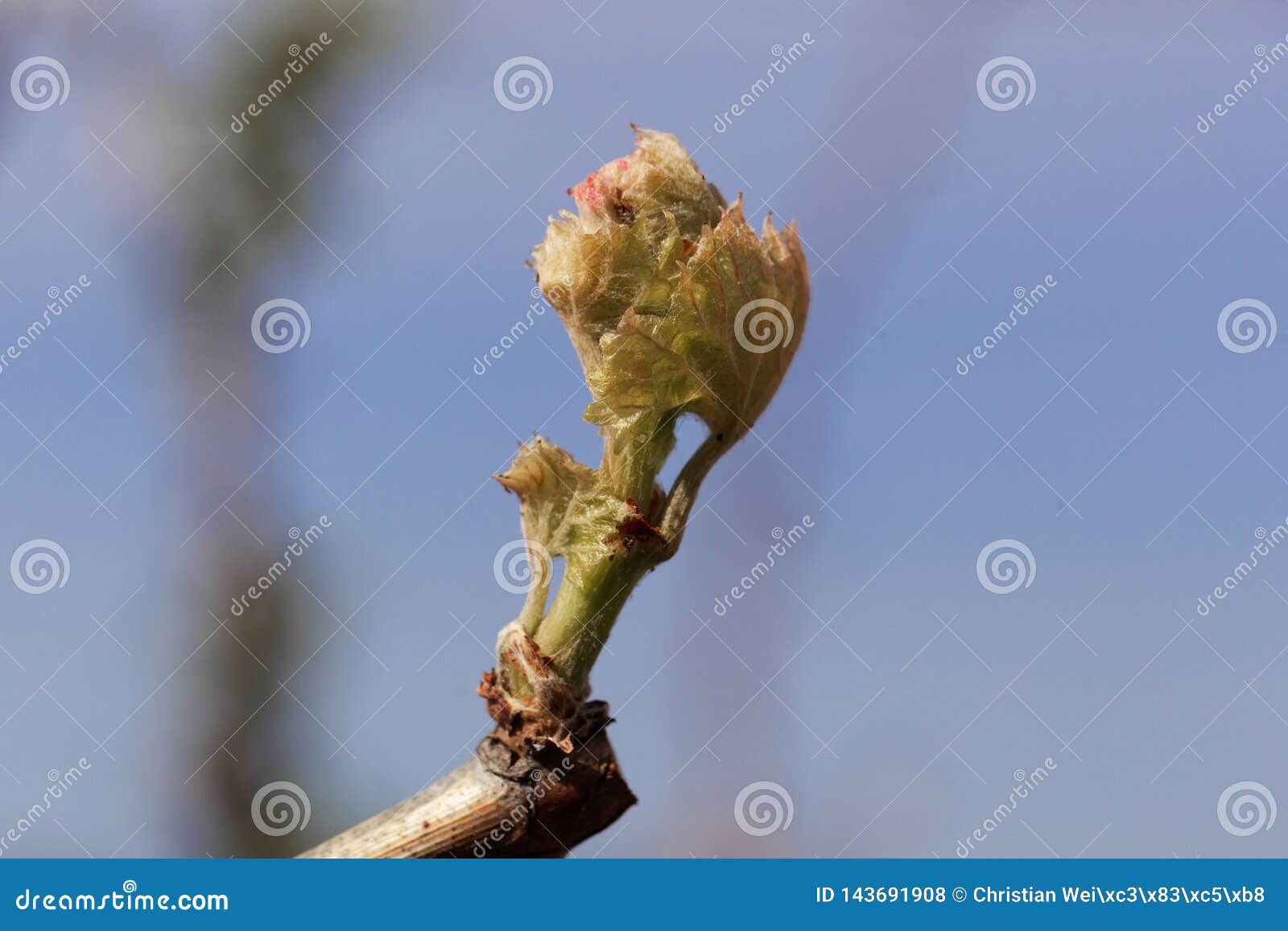 Bud of Common Grape Vine, Vitis Vinifera Stock Photo - Image of ...