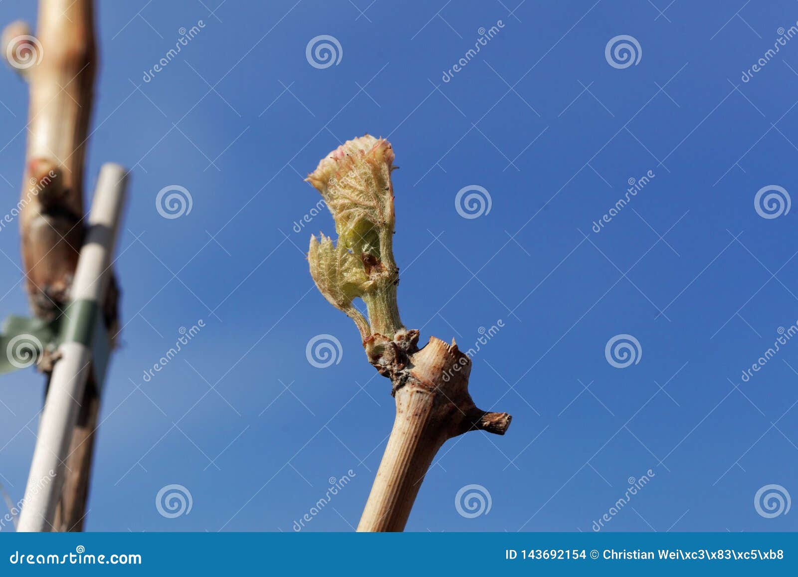 Bud of Common Grape Vine, Vitis Vinifera Stock Photo - Image of nature ...