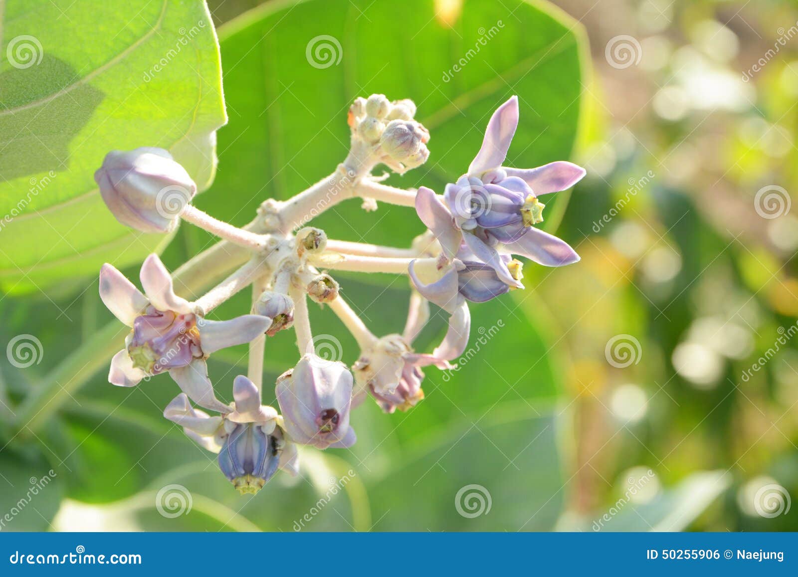 Bud Crown Flower stock photo. Image of nature, beauty - 50255906