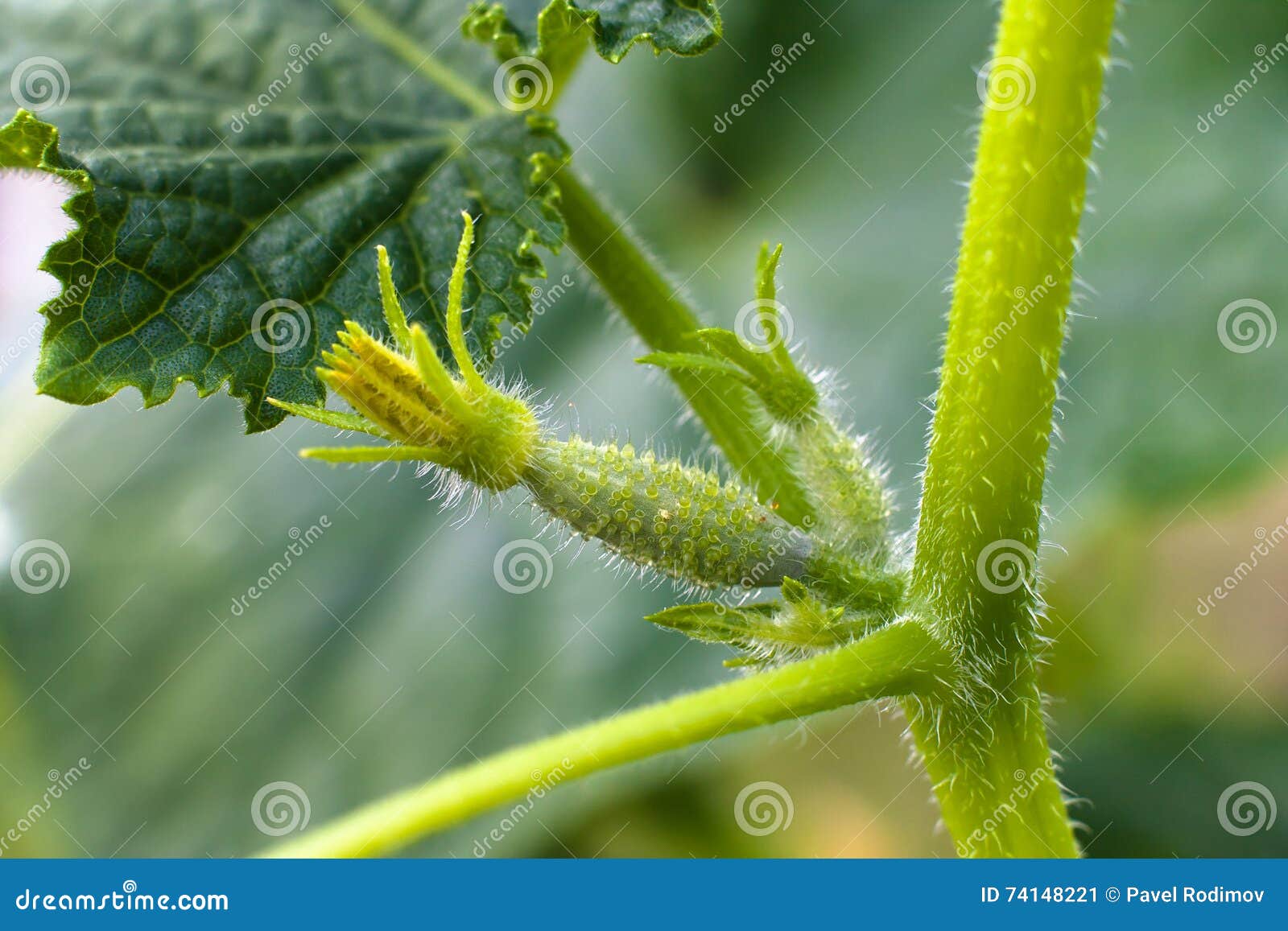 Bud of cucumber flower stock image. Image of summer, green - 74148221