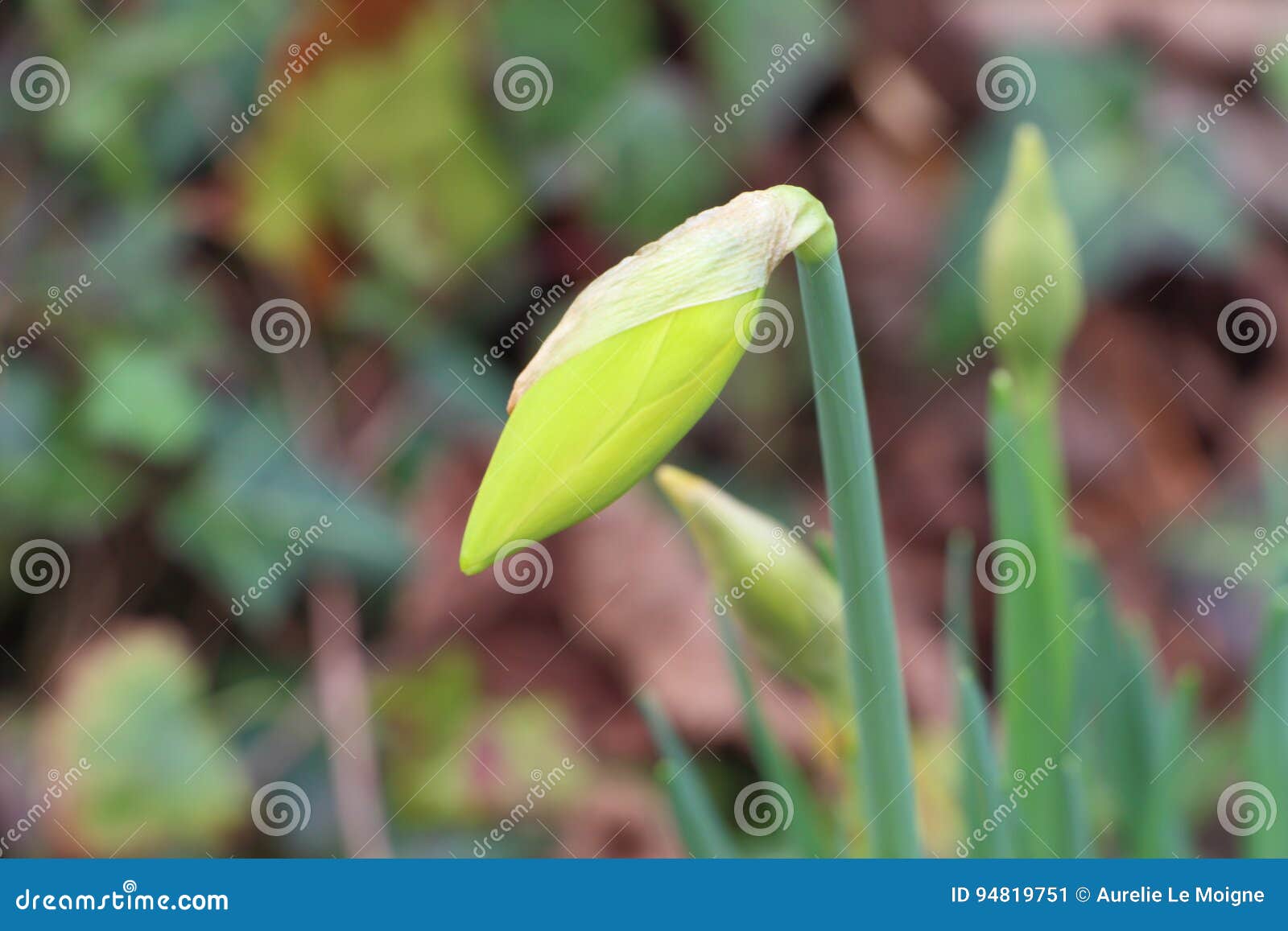 Bud of Daffodil in a Garden Stock Image - Image of pistil, nature: 94819751