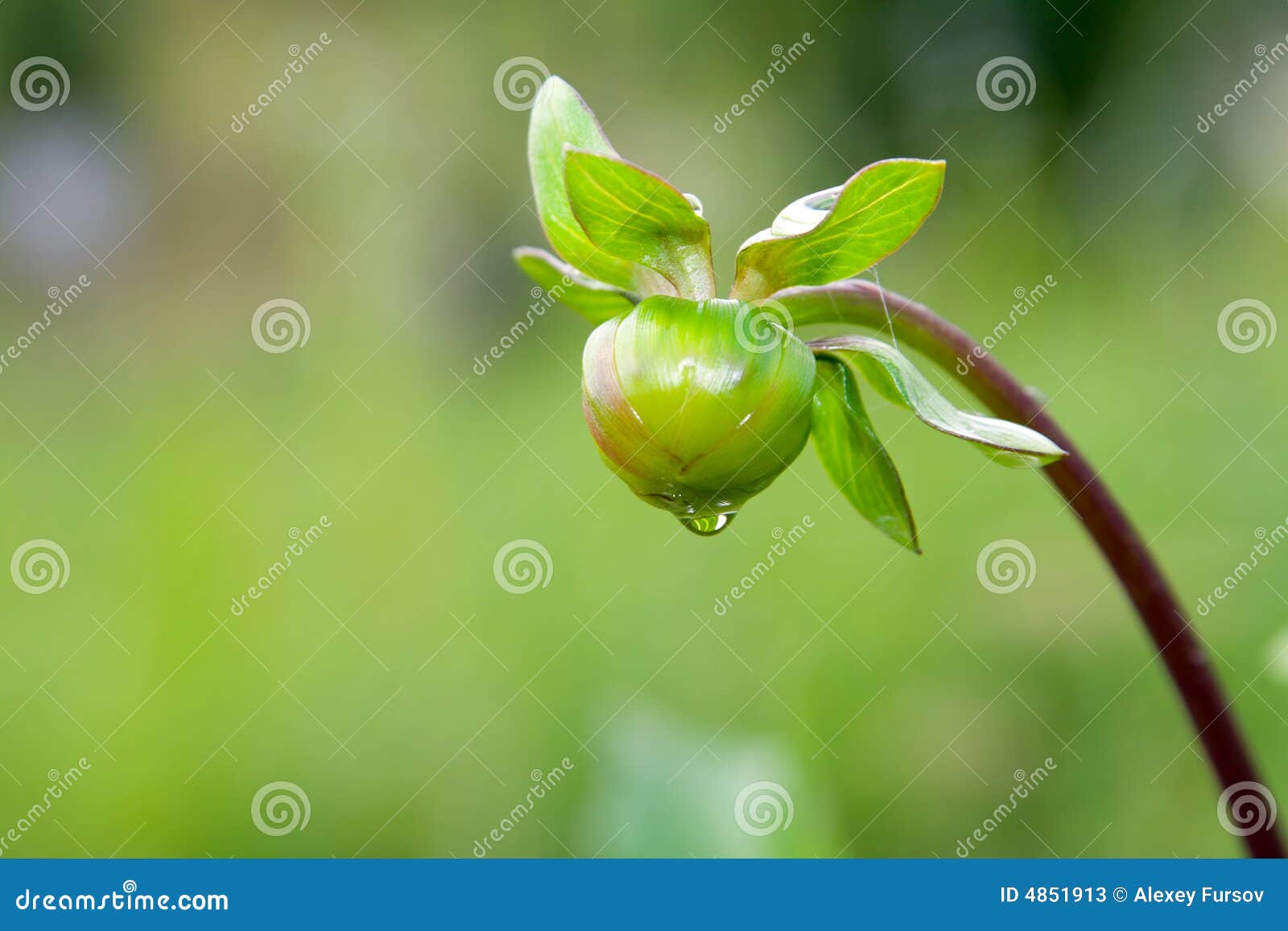 Bud of dahlia flower stock image. Image of growth, water - 4851913