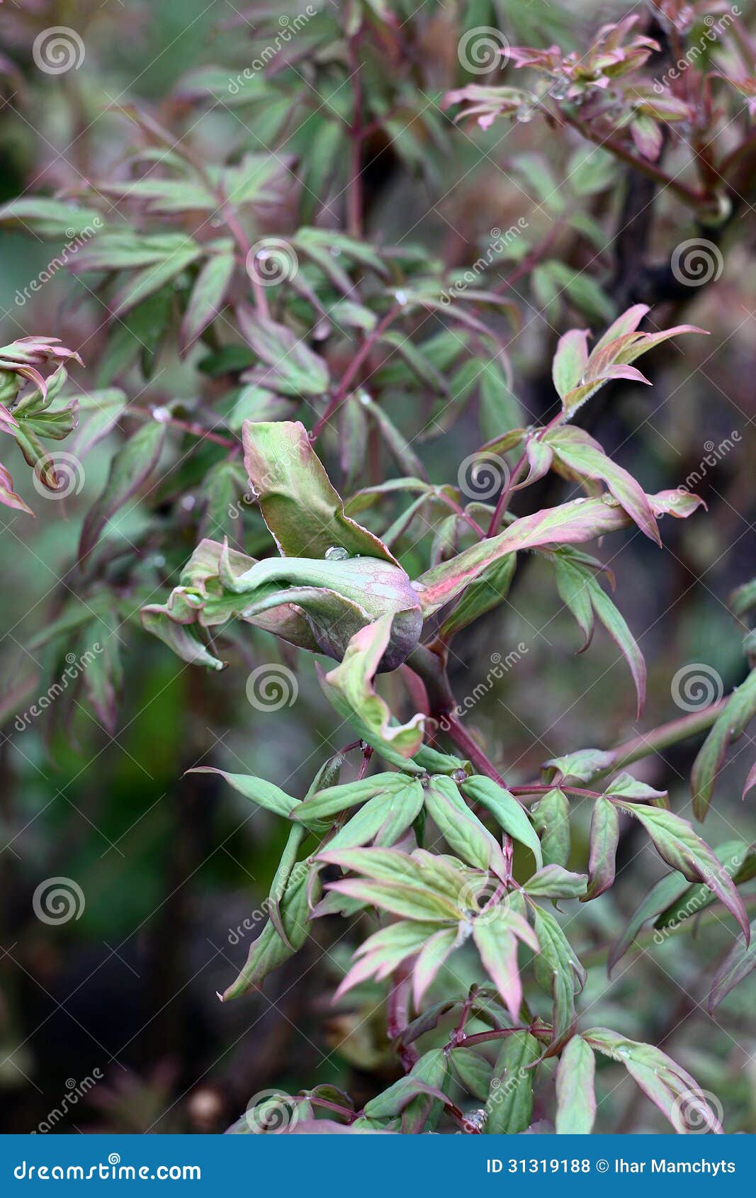 Bud in the Development Beginning. Stock Photo - Image of young, flower ...