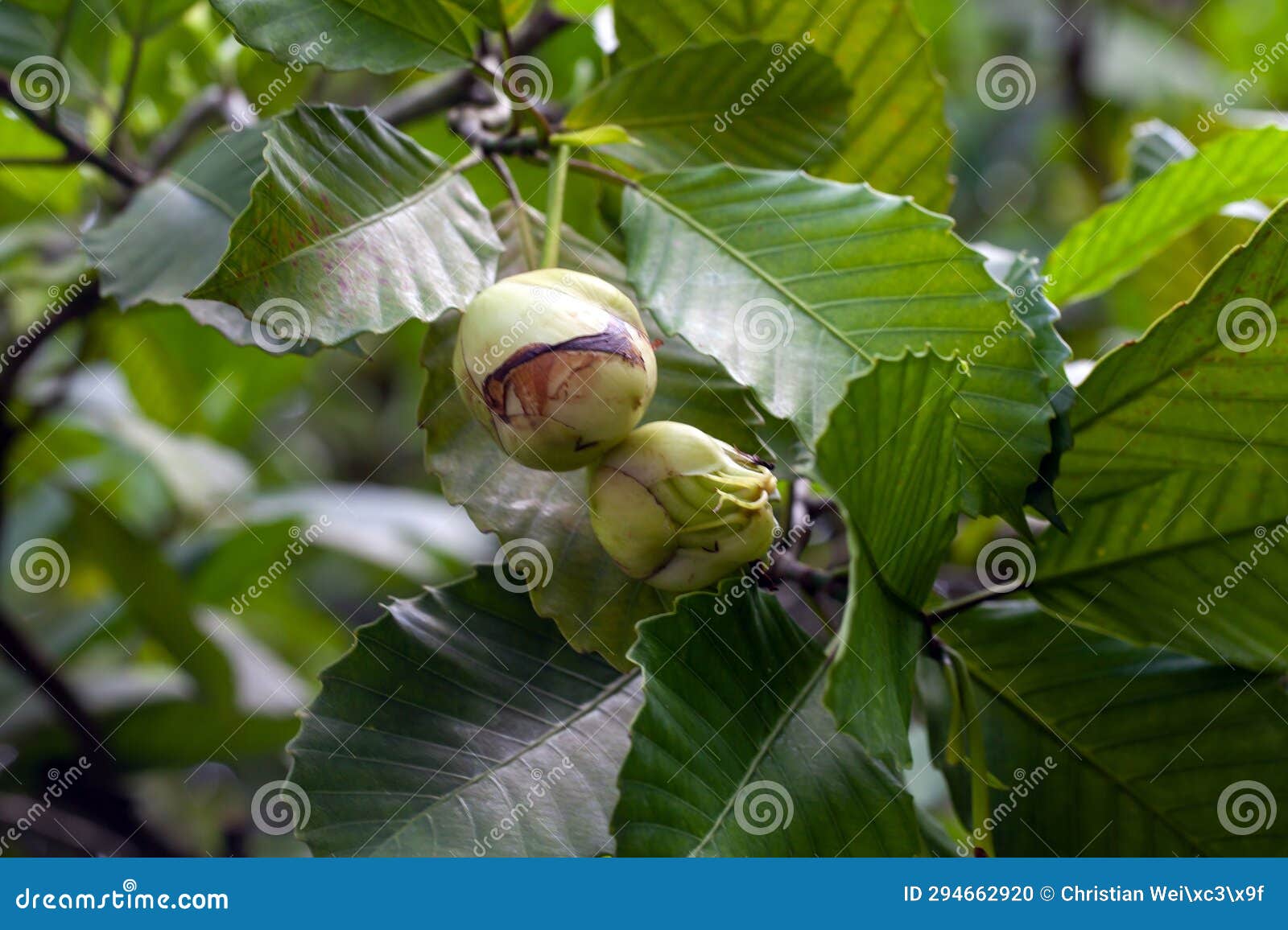 Bud of an Elephant Apple, Dillenia Philippinensis Stock Photo - Image ...