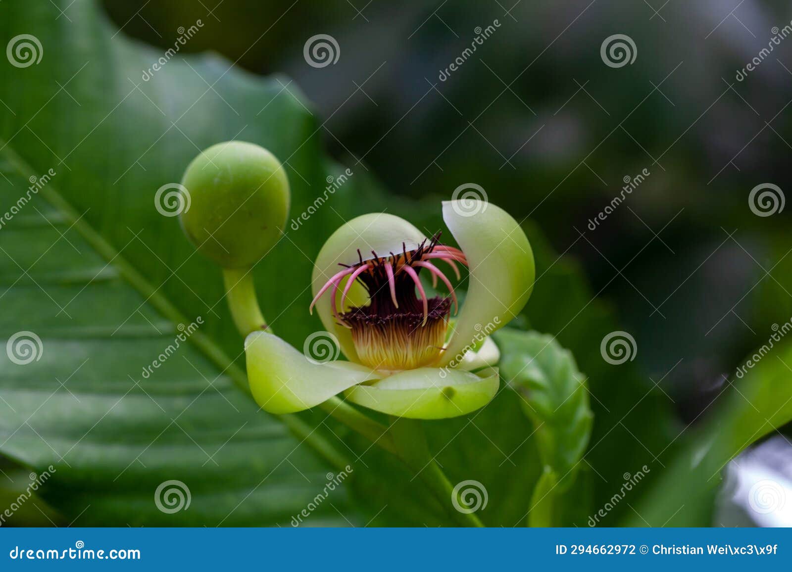 Bud of an Elephant Apple, Dillenia Philippinensis Stock Photo - Image ...