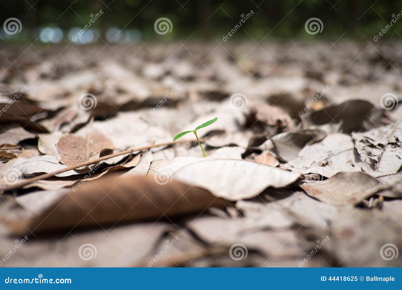 Bud Fallen Leafs Stock Photos - Free & Royalty-Free Stock Photos from ...