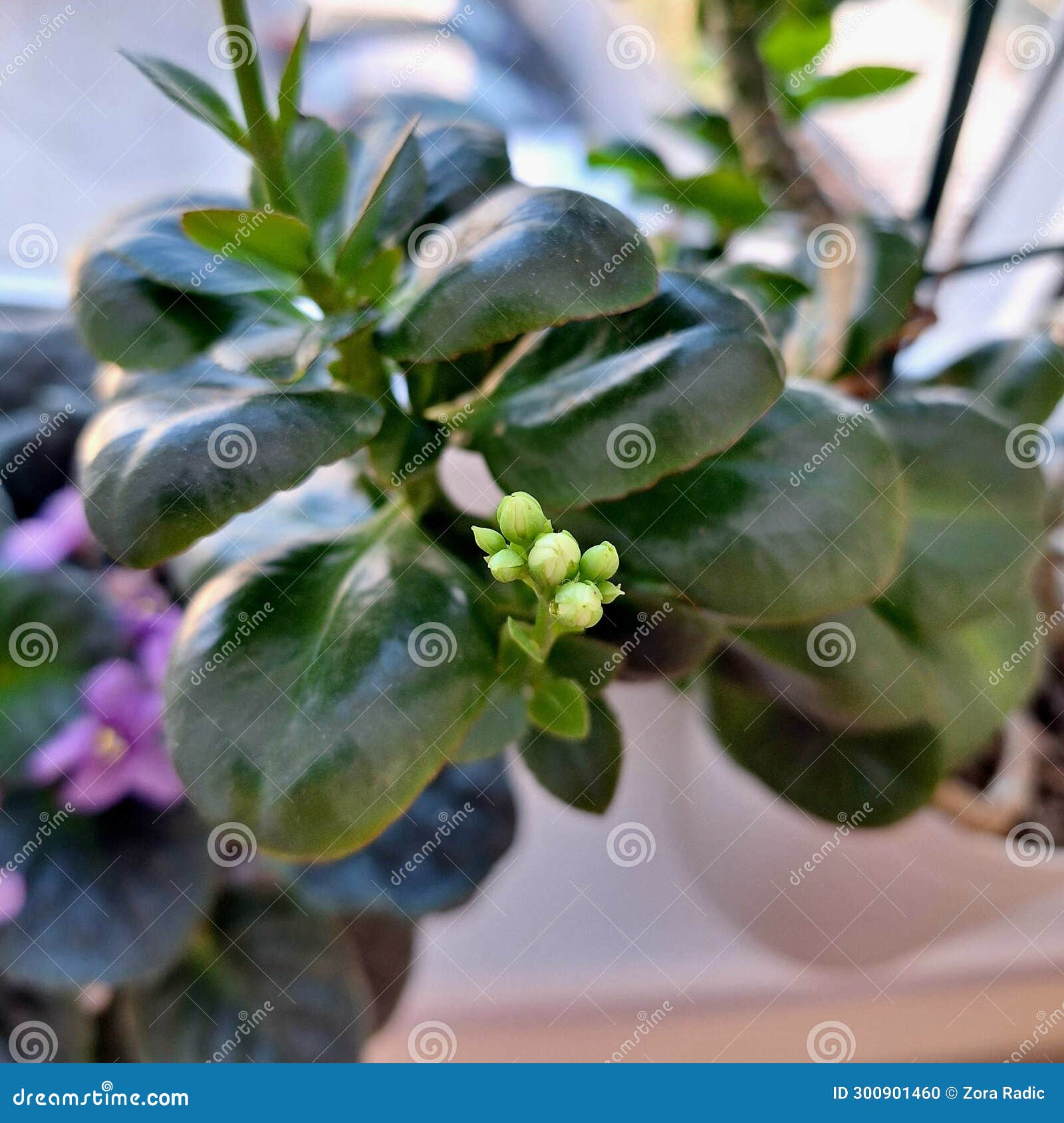 Bud in the first phase stock photo. Image of bloosom - 300901460