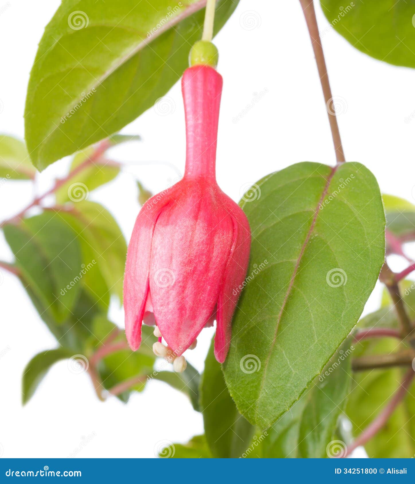 Bud of a Flower of a Fuchsia Stock Photo - Image of branch, fresh: 34251800