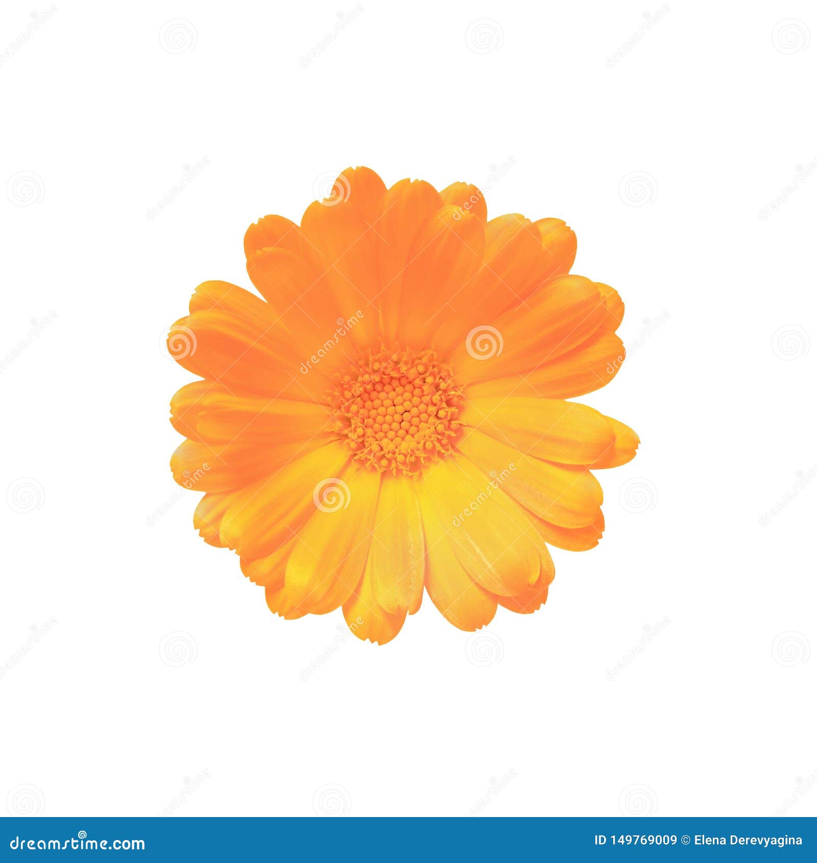 Bud Of A Flower With Orange Petals Top View Isolated On White ...