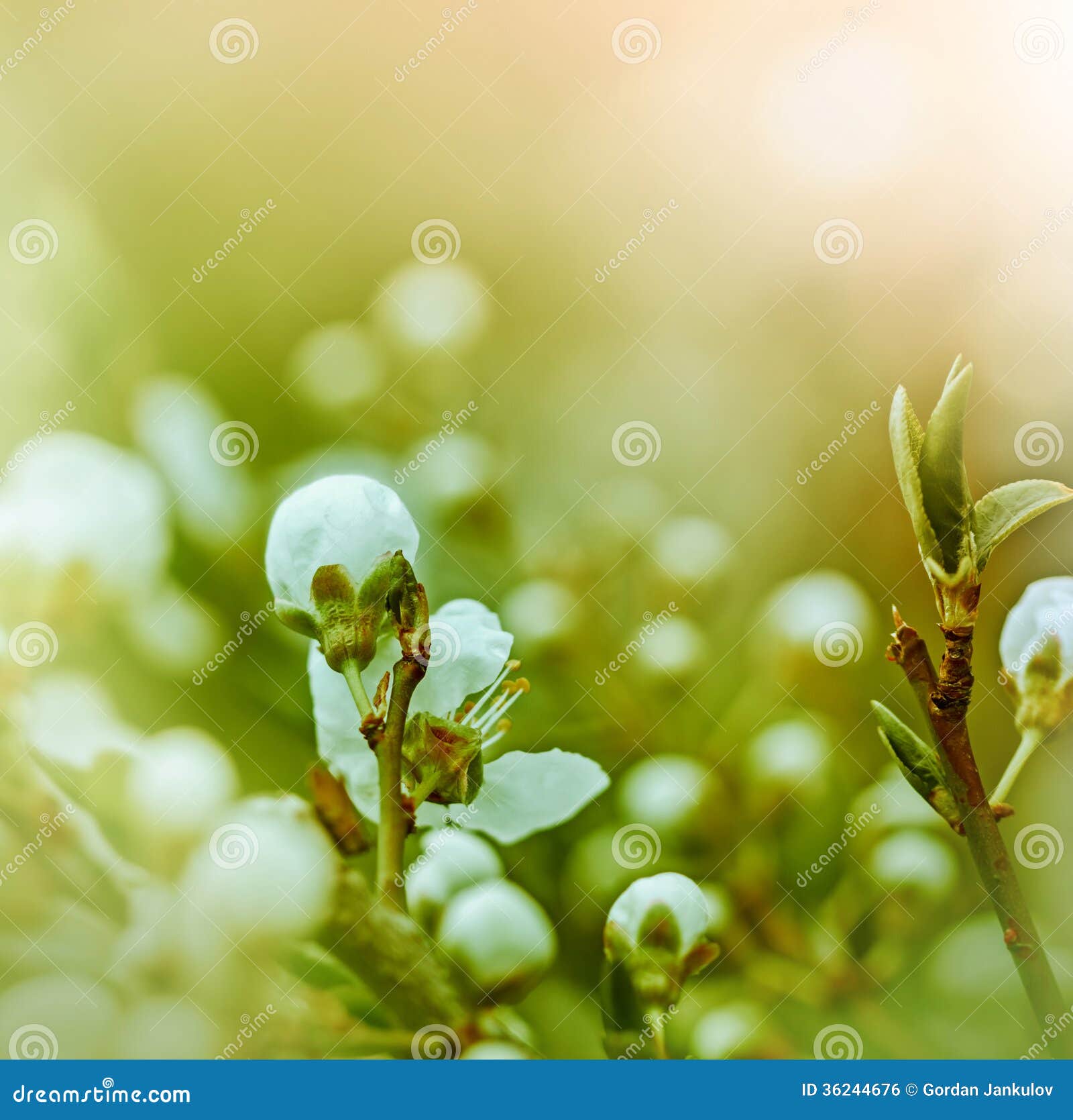 Bud - flowering in spring stock photo. Image of pistil - 36244676