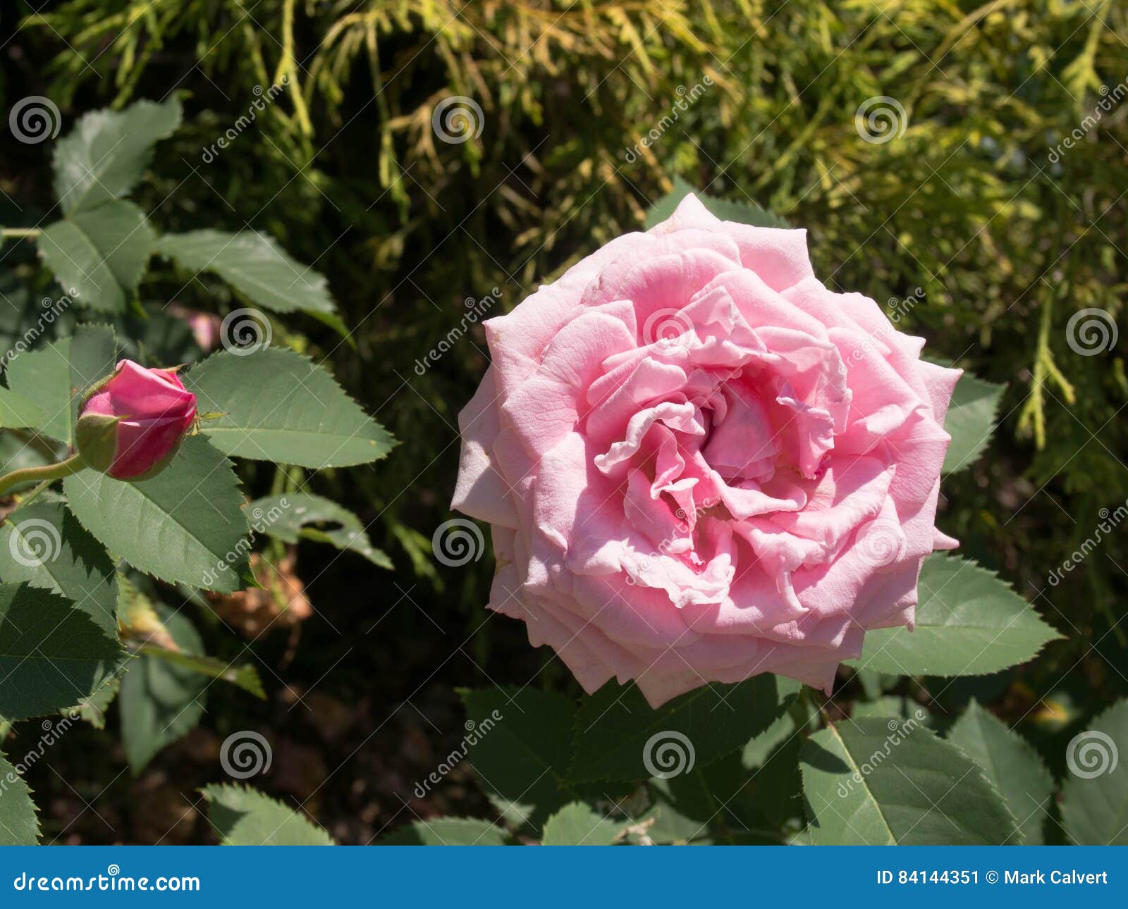 Bud and a Full Bloom Pink Roses Stock Image - Image of green, rose ...