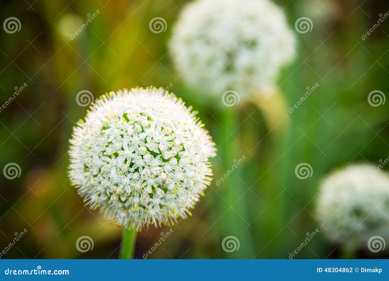 Bud of garlic stock photo. Image of closeup, heart, flower - 48304862