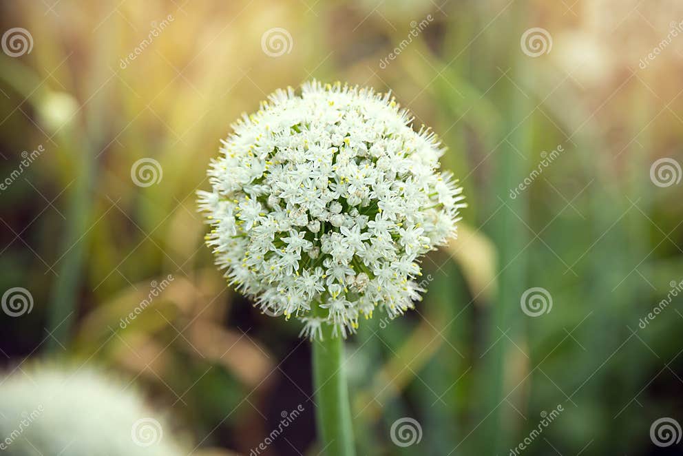 Bud of garlic stock image. Image of herb, macro, light - 48305381