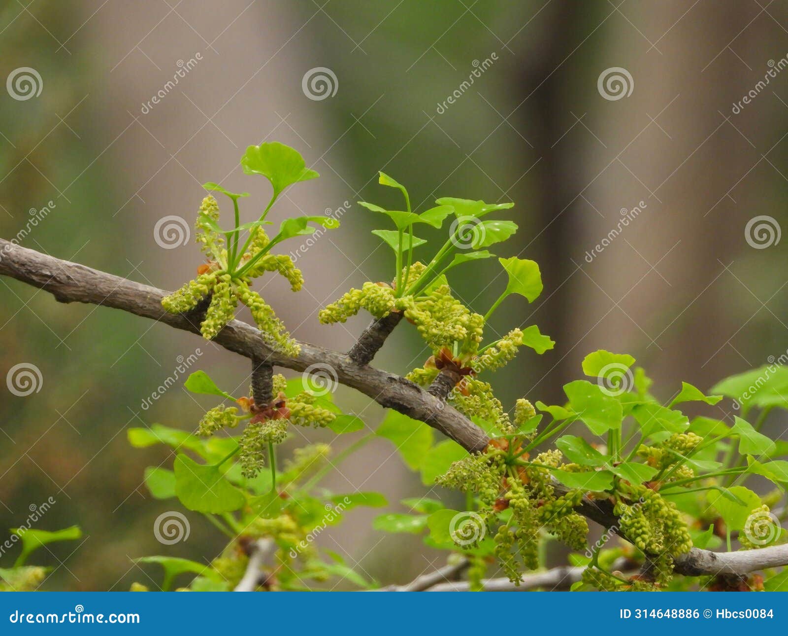 The bud of Ginkgo biloba stock photo. Image of ovate - 314648886