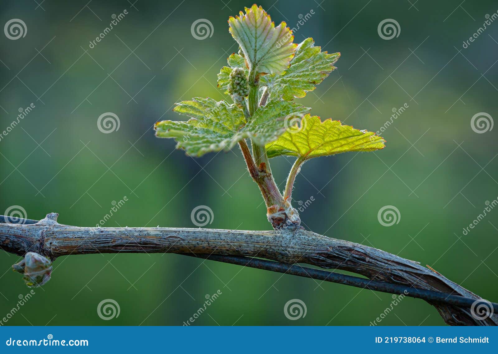 Bud of a Grape Vine Plant in Spring Stock Photo - Image of blurred ...