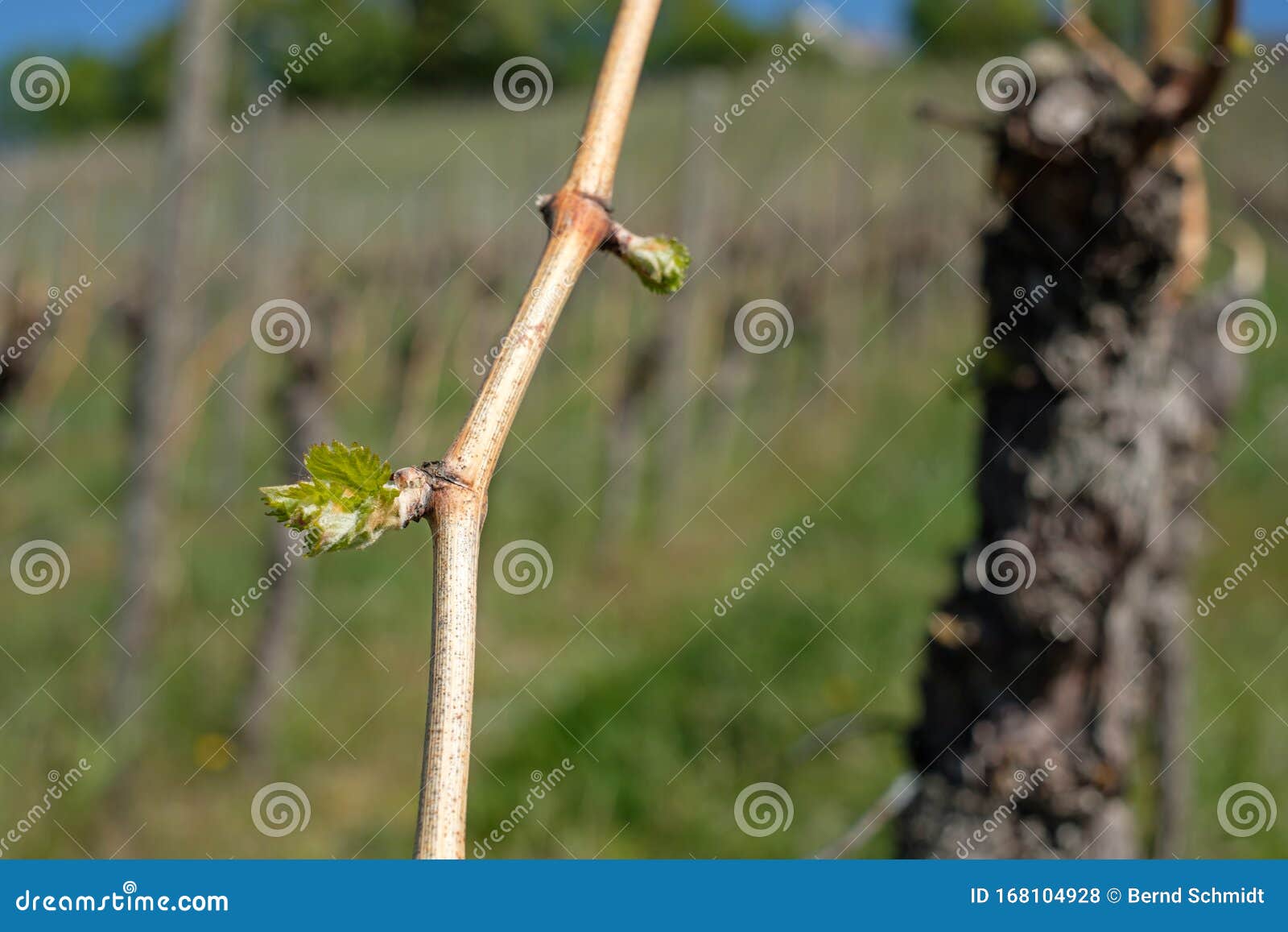 Bud of a Grapevine Close-up Stock Photo - Image of vineyard, spring ...