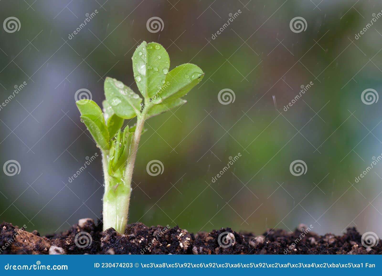 Bud is growing in spring stock image. Image of leaf - 230474203