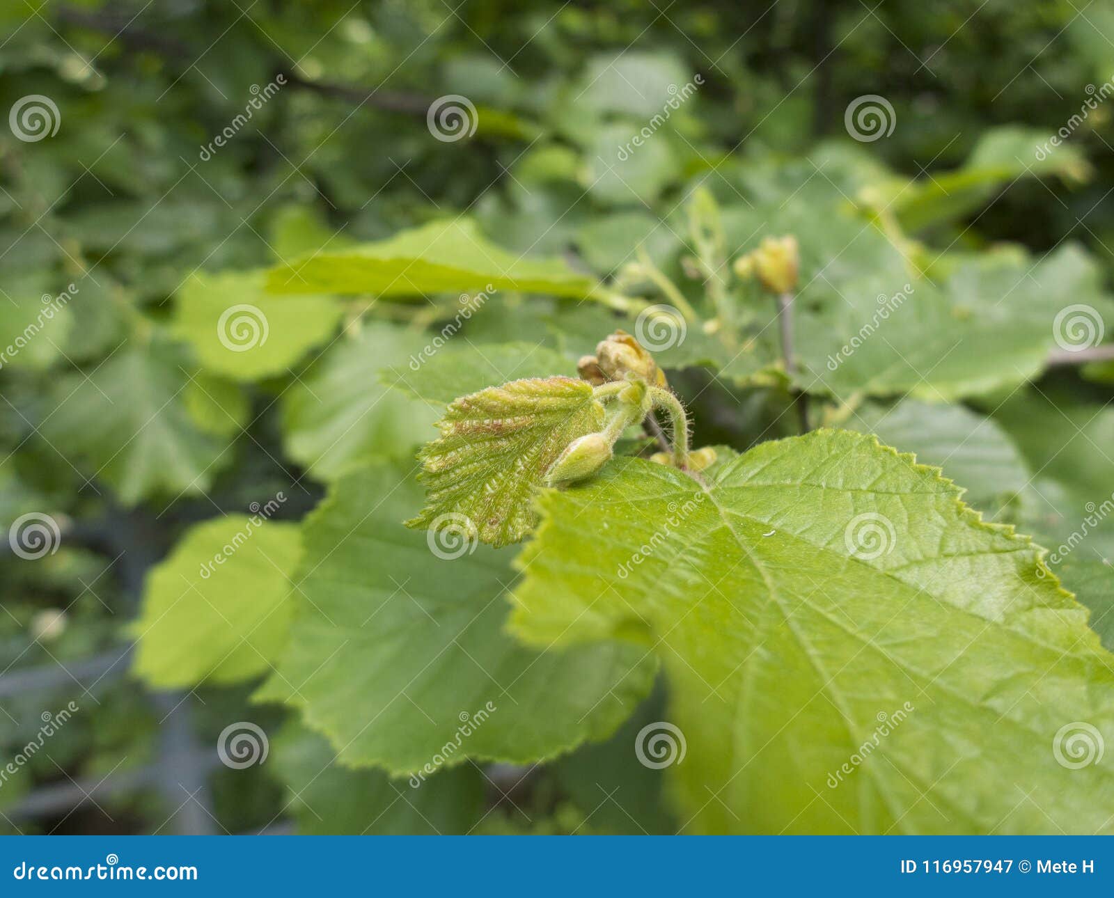 A bud of hazelnuts stock image. Image of hazelnuts, leaves - 116957947