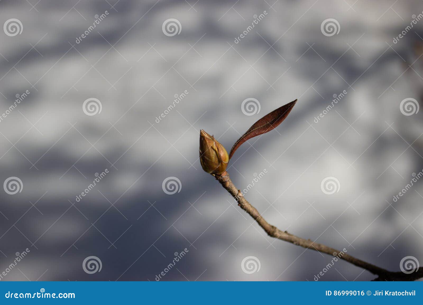 Bud with leave. stock photo. Image of leaf, freeze, nature - 86999016