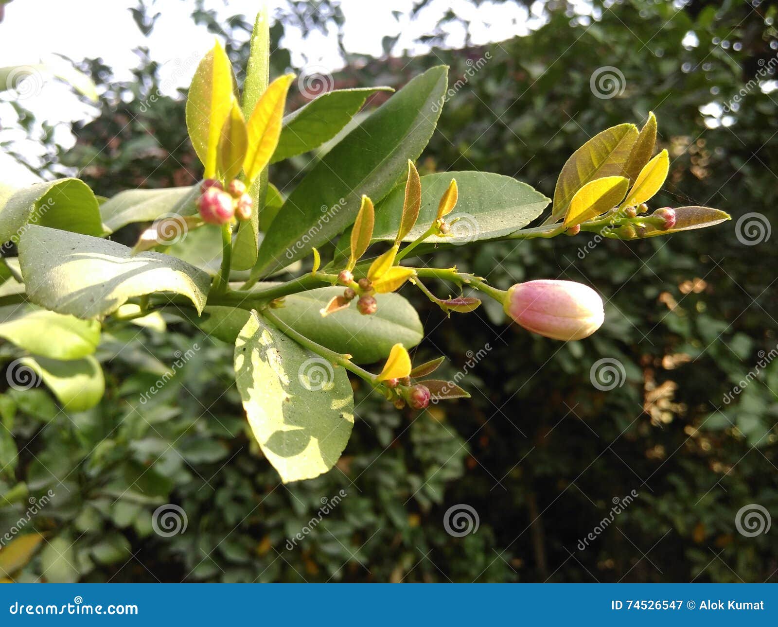 Bud stock image. Image of plant, fruit, lemon, morningshot - 74526547