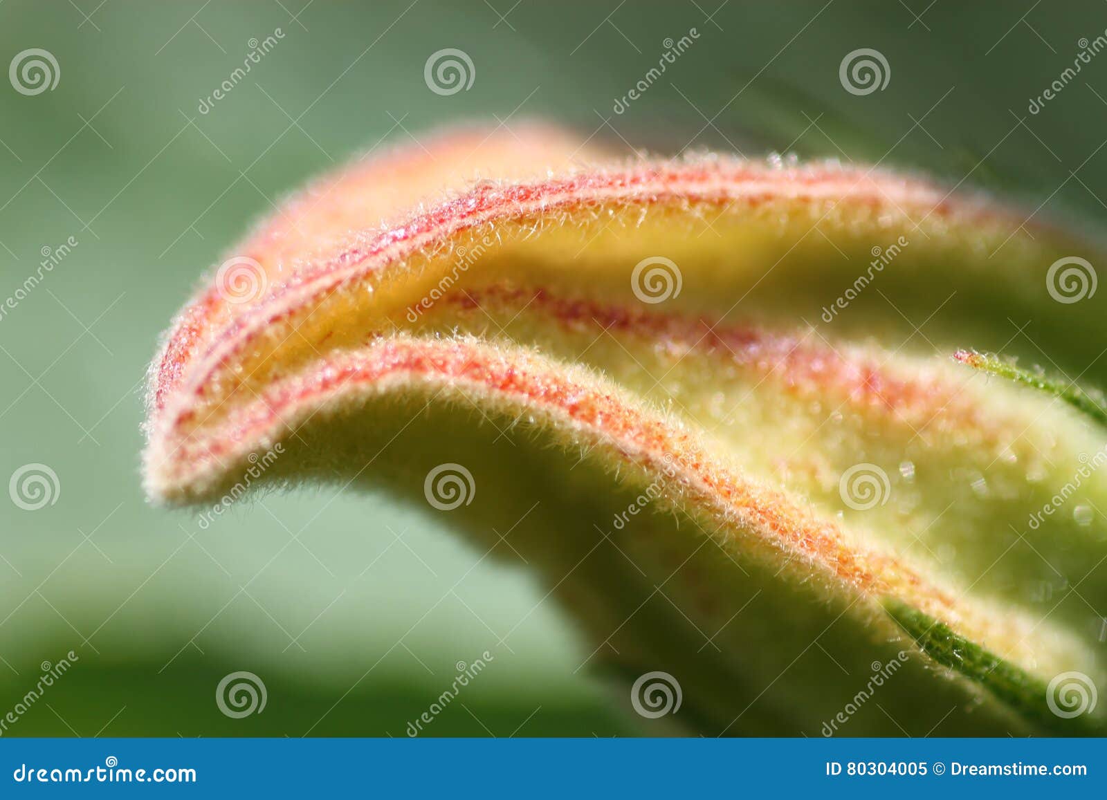Bud of Life stock image. Image of breaching, full, common - 80304005