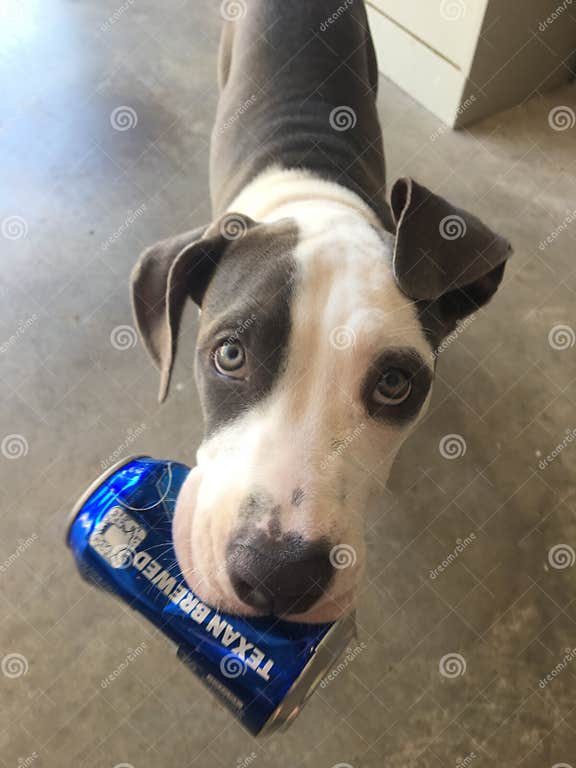 Bud light Dog editorial stock image. Image of light - 167267484