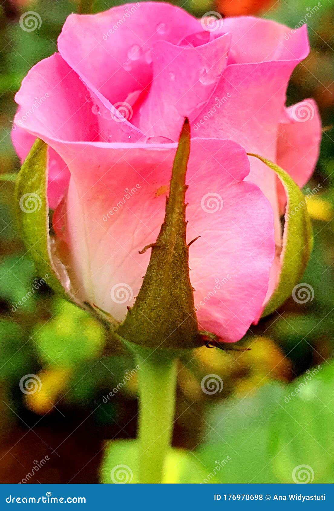 A Bud Light Pink Rose Flower Stock Photo - Image of flower, floral ...