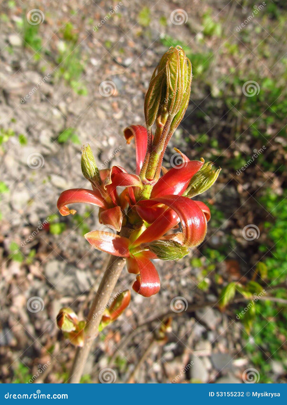 Bud of a maple tree stock photo. Image of twig, biology - 53155232