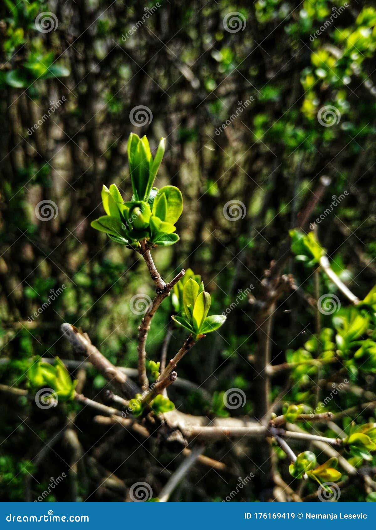 Bud stock image. Image of flower, nature, outdoors, edit - 176169419