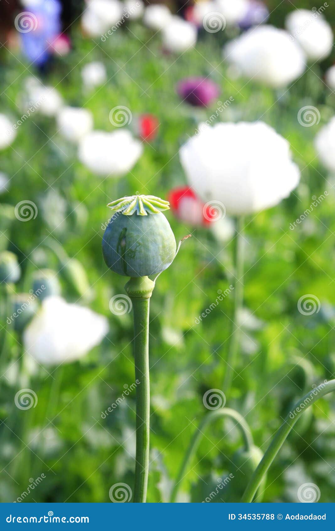 Bud of opium flower stock photo. Image of addictive, heroin - 34535788